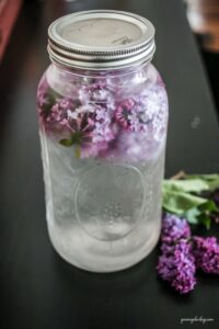 Capturing Lilac essence in a simple water infusion - Growing A Heritage