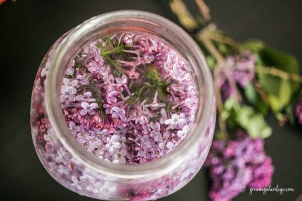 Capturing Lilac essence in a simple water infusion - Growing A Heritage